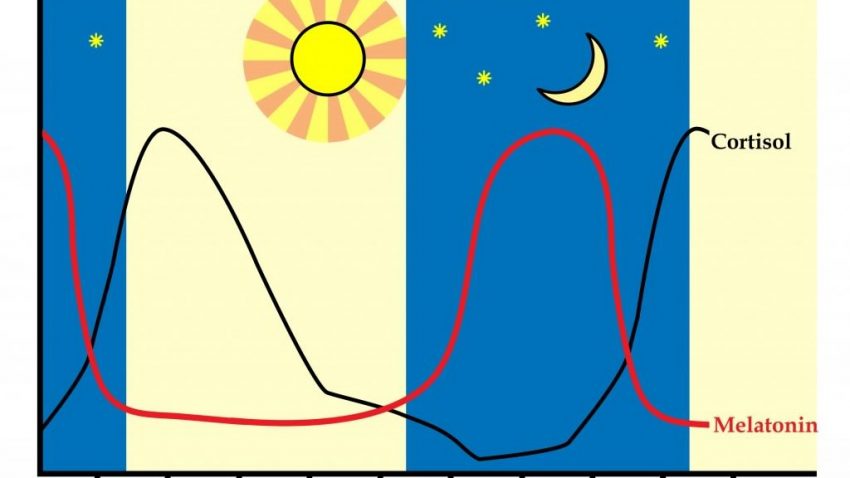 Rythmes chronobiologiques et performances sportives | WTS